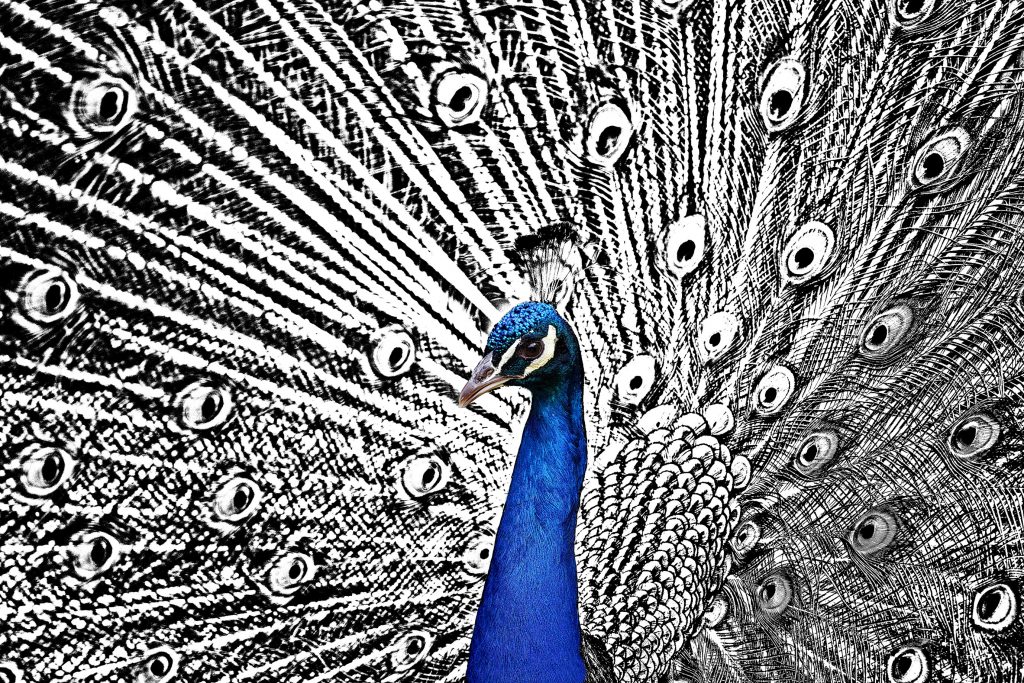 Blaukontrast II - Uwe Gaasch - Fotografie und Kunst